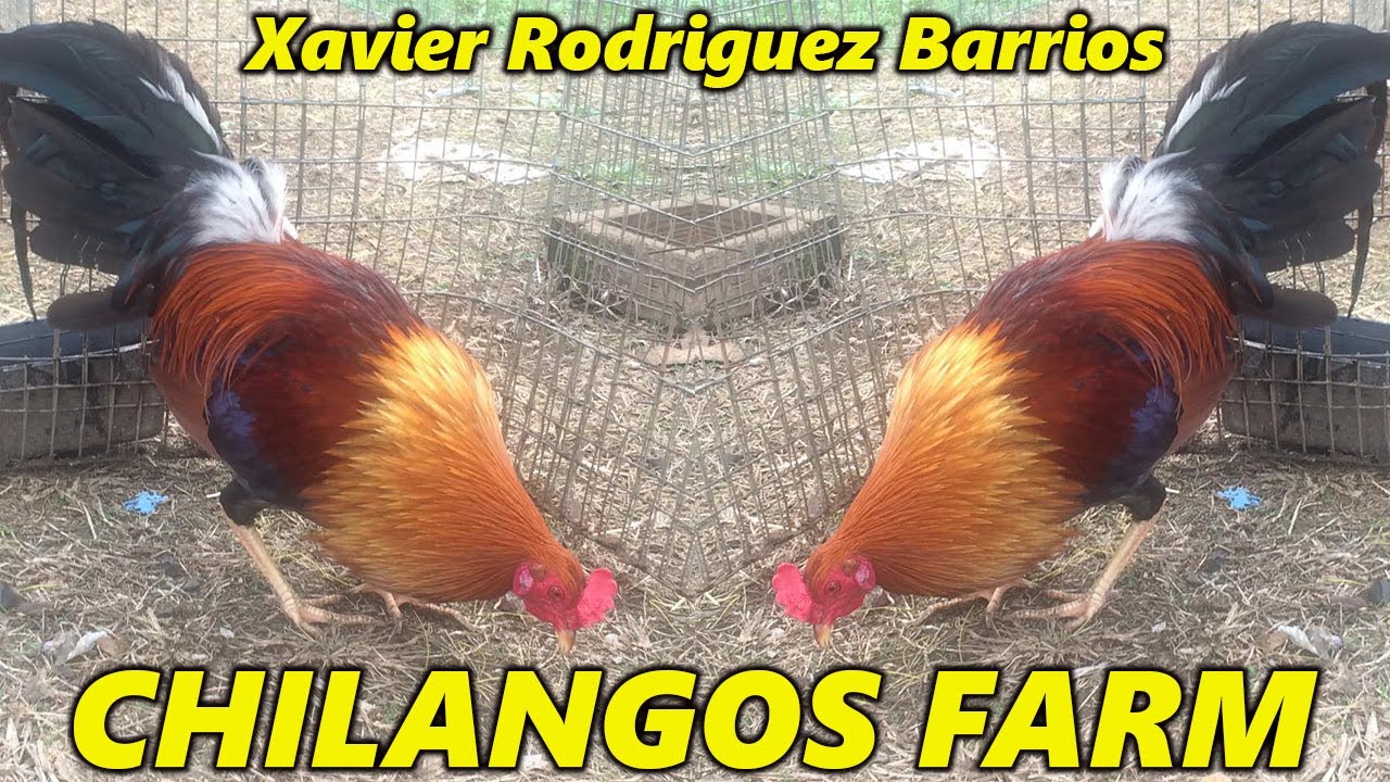 Asil Sweater Kelso Xavier Rodriguez Chilango's Farm - Beautiful Quality ...