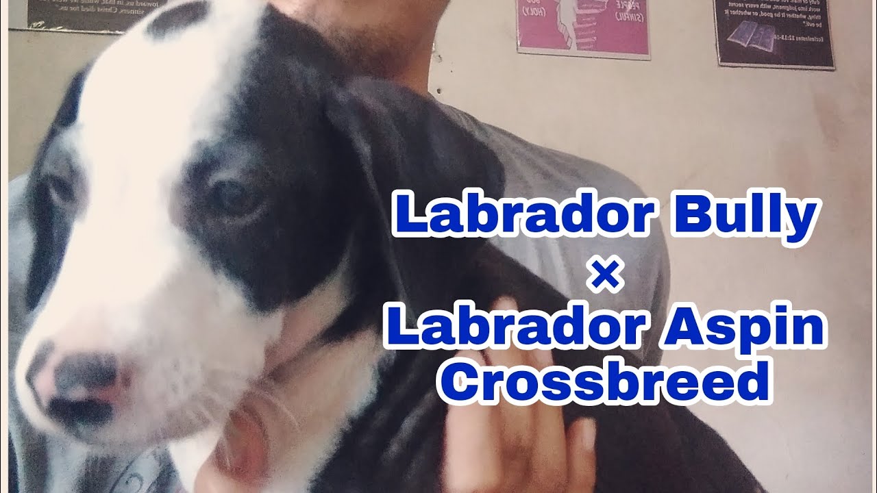 Labrador Bully × Labrador Aspin- Crossbreed - YouTube