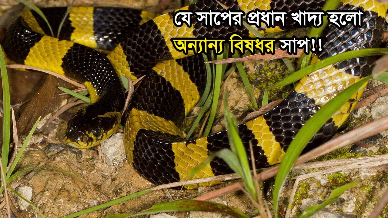 বাংলাদেশের বিষাক্ত সাপ সম্পর্কে অজানা তথ্য || MOST VENOMOUS SNAKES OF ...