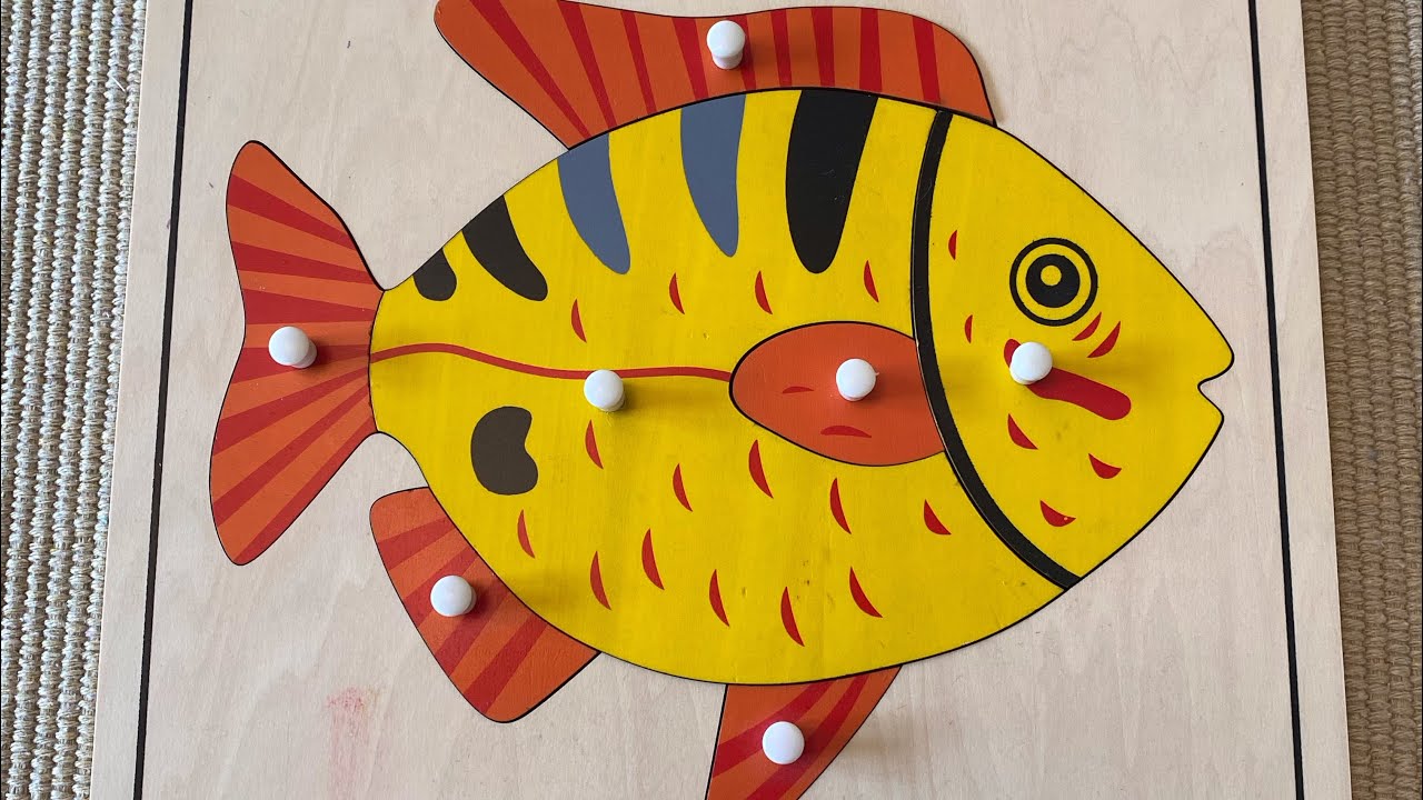 Montessori Culture and Science Lesson-Introducing Parts of the Fish ...