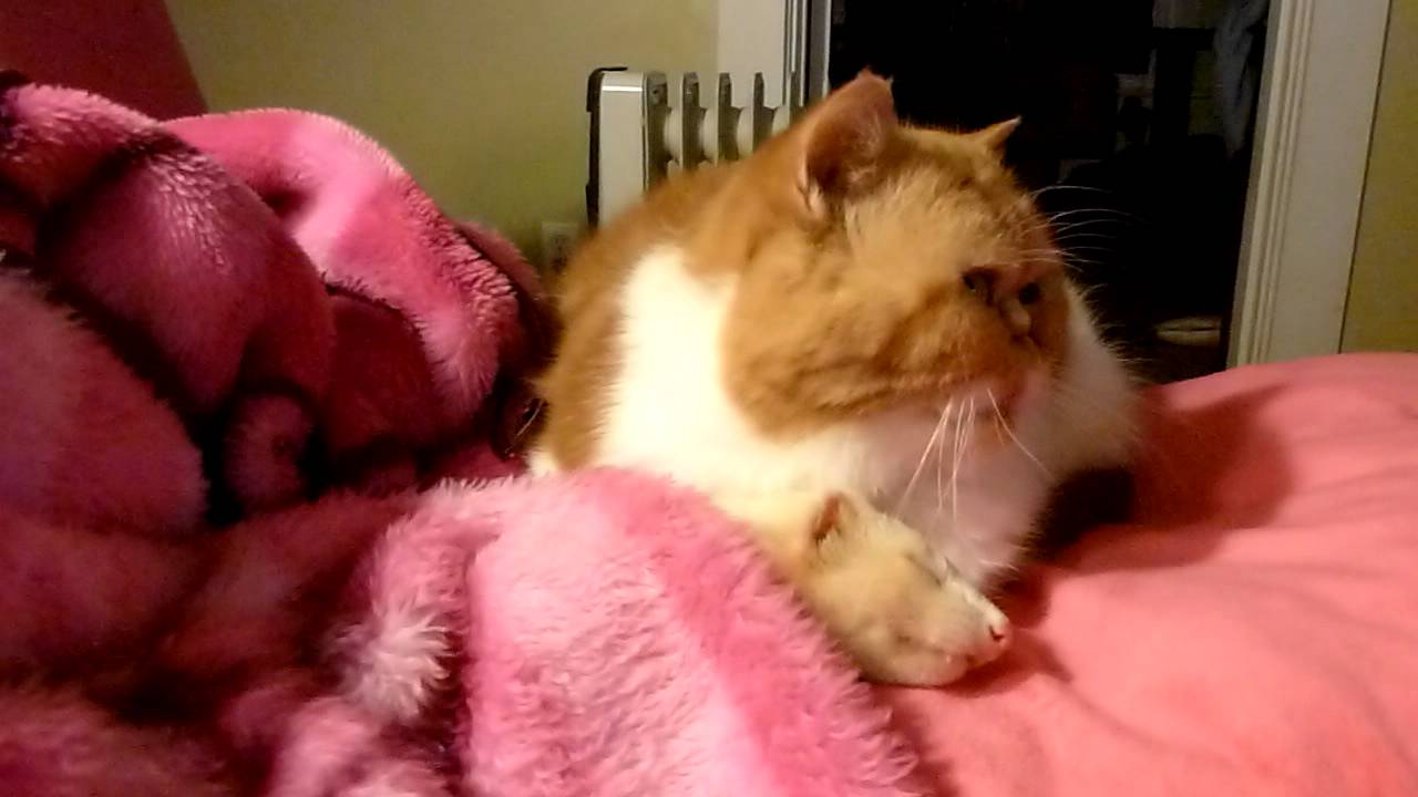 Passed out Panda - YouTube