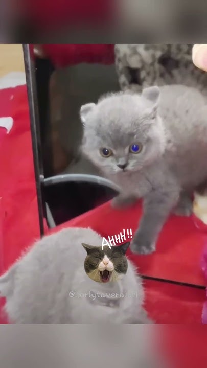 momen lucu kucing ⁉️smackdown di depan kaca #cat #feedshorts #kucinglucu #shorts - YouTube