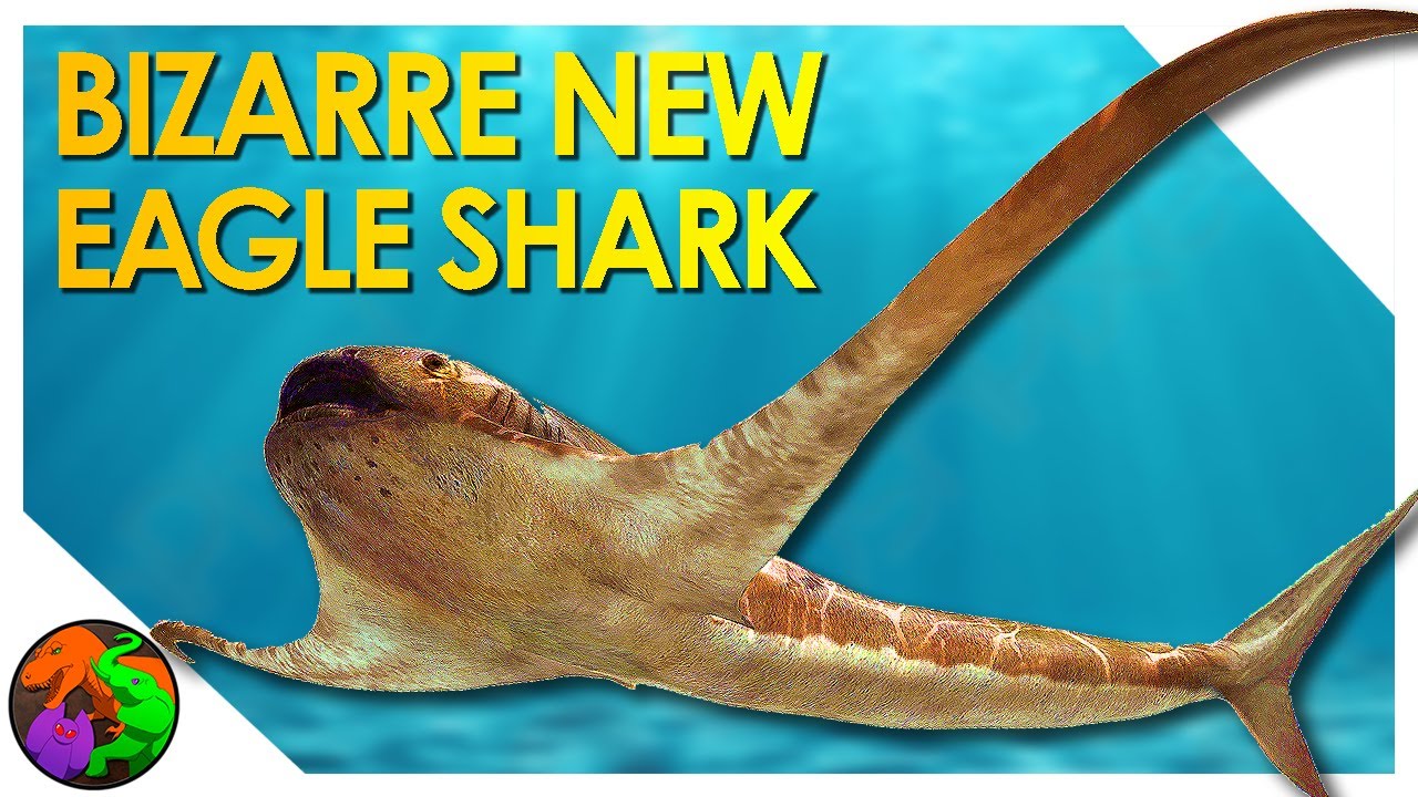 Winged Eagle Shark Soared Through Late Cretaceous Oceans | Aquilolamna ...