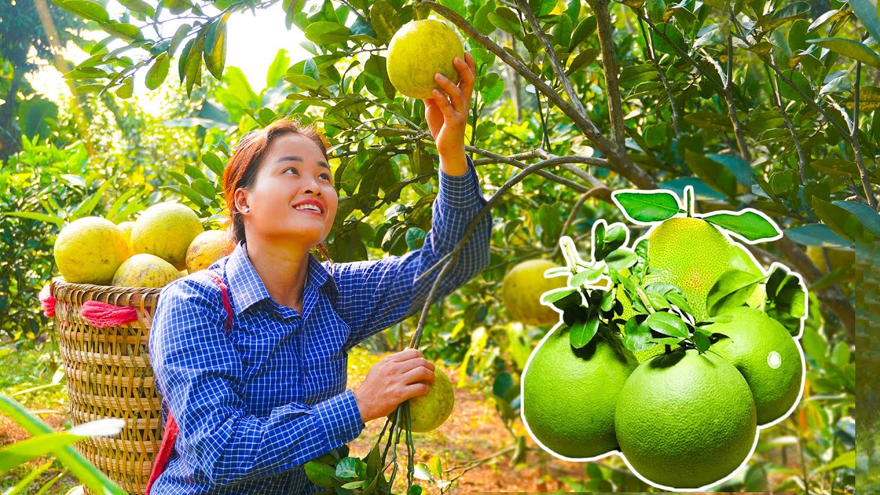 Harvesting GRAPEFRUIT Goes to market sell - Daily Farm Life - Live with ...