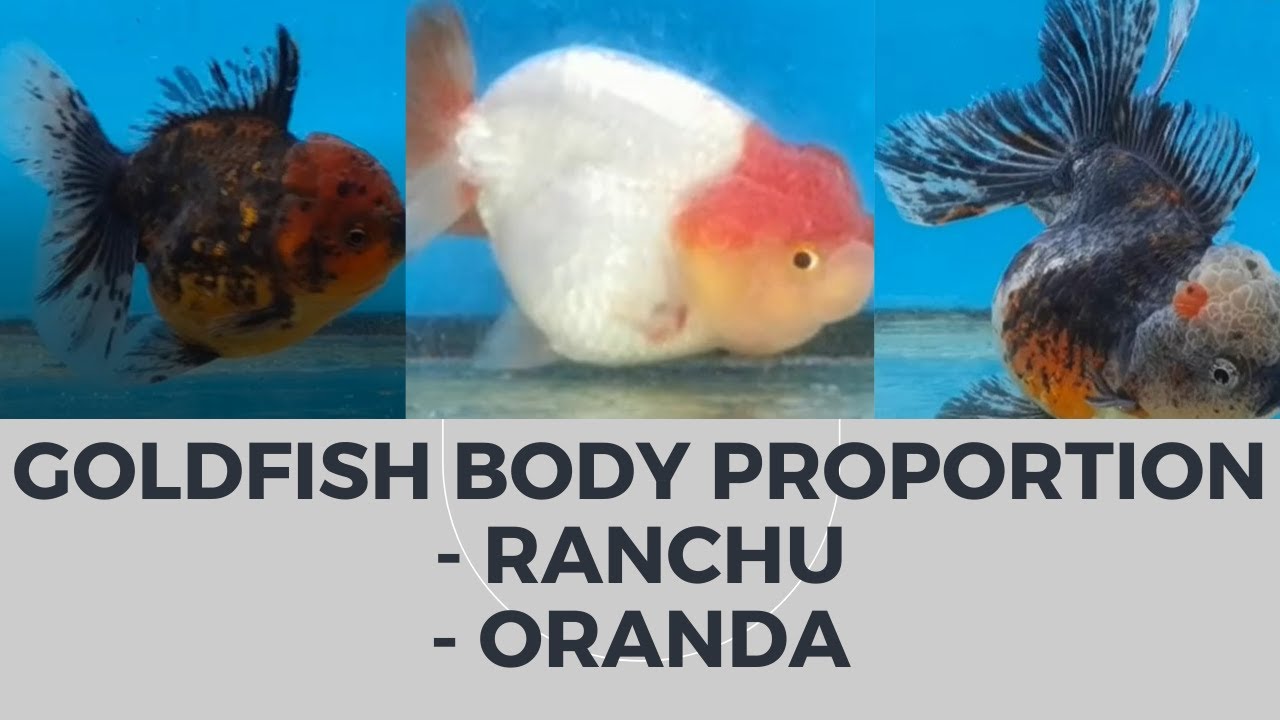 Goldfish Body Proportion | Oranda and Ranchu - YouTube