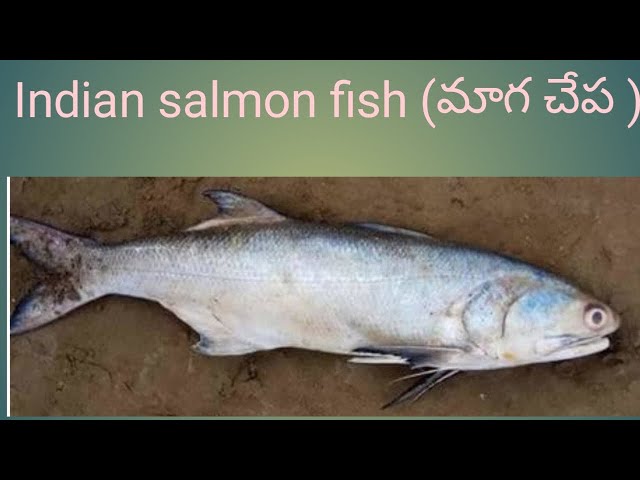 Salmon Fish In Telugu