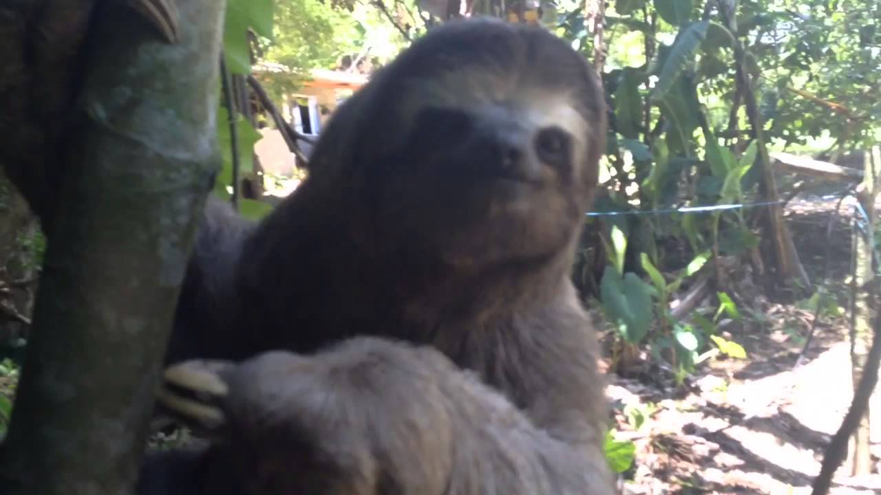 Bicho preguiça subindo arvore - YouTube