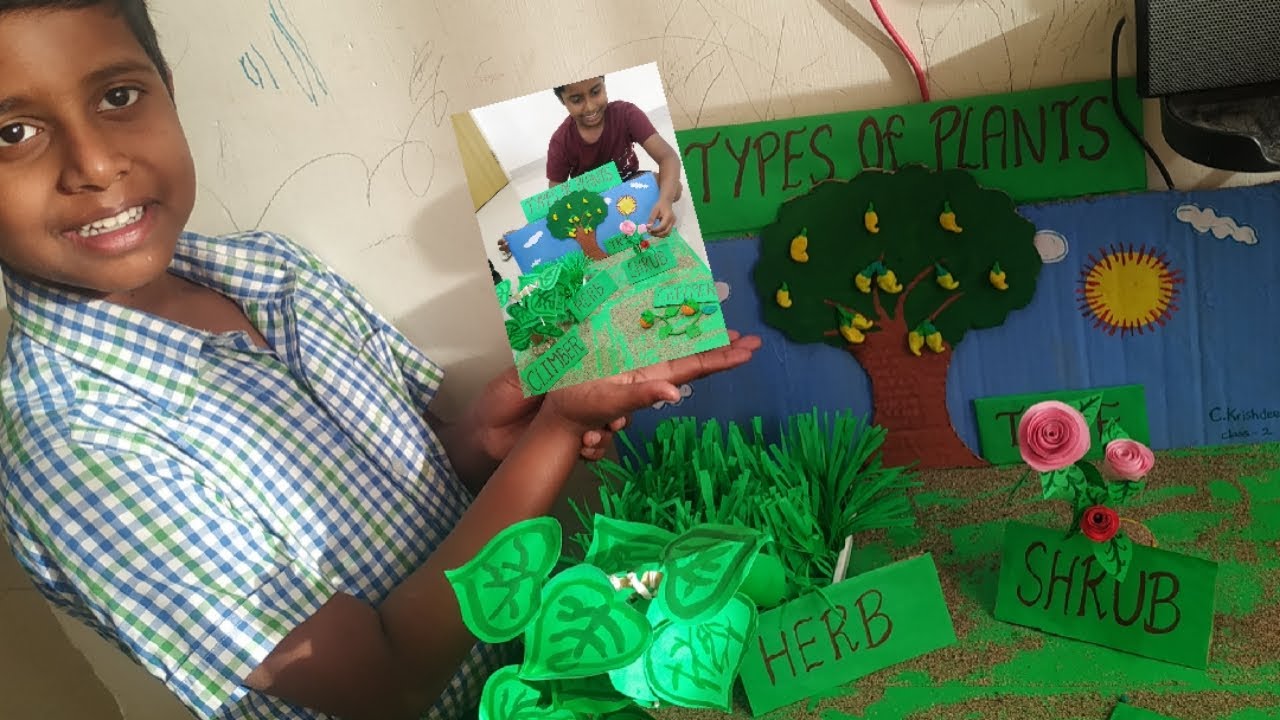 Types of plants for students project work #TypesOfPlants - YouTube