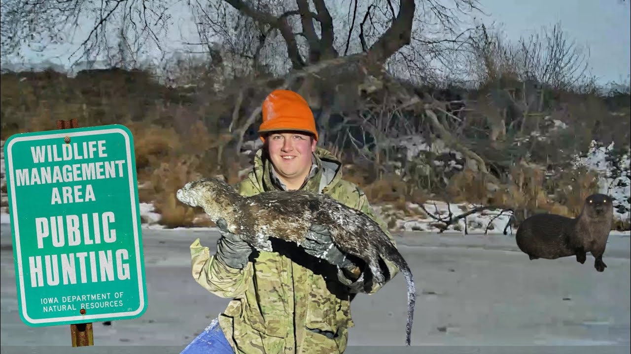 Trapping Public Land River Otters in Iowa. - YouTube