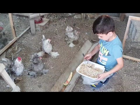 TAVUKLARA TAVUKLU PLAV VERDİM ve KÜMES SON DURUM TÜM HAYVANLAR  @ResulHOY