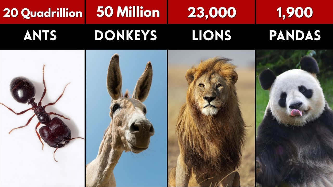 How Many Animals are in the World? | Top 50 Animal Populations | Animal ...