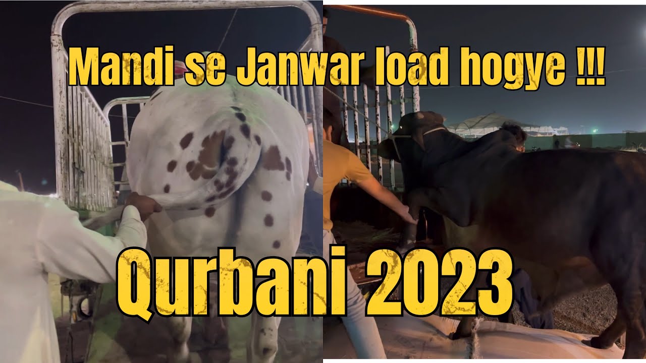 Mandi se Janwar Load hogya | Mandi Vlog | Mandi update | Alhumdulillah ...