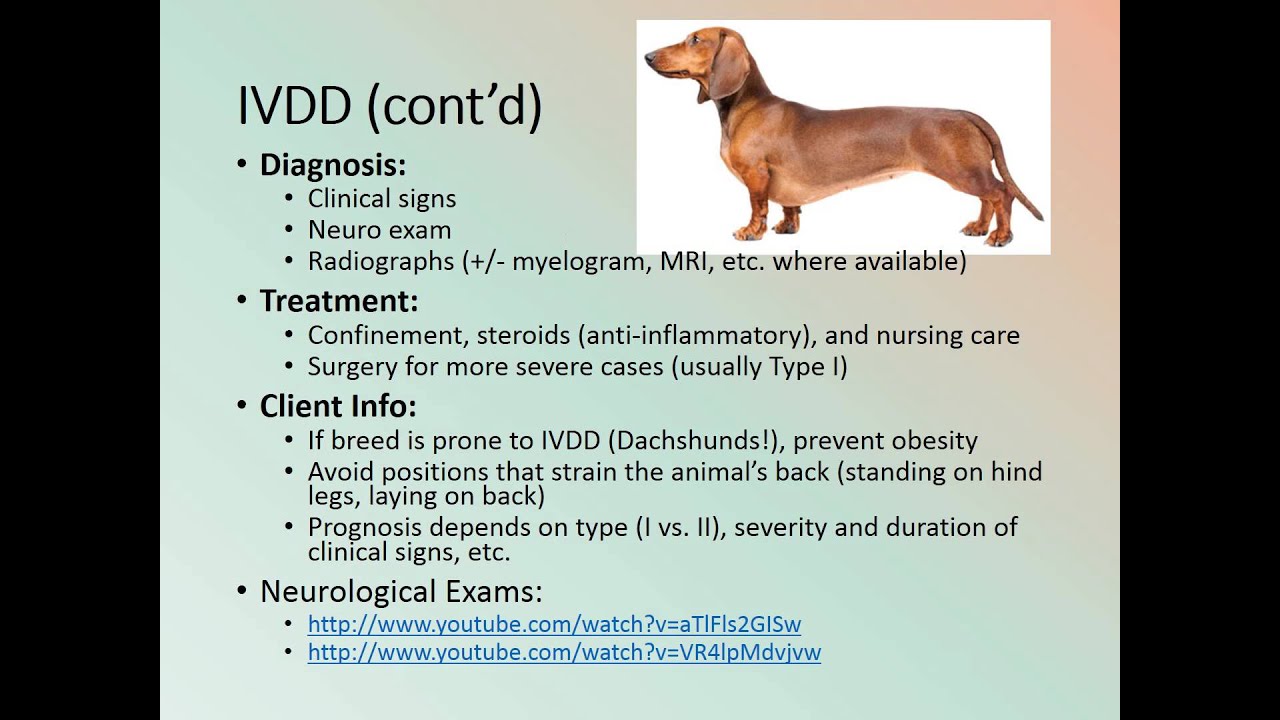 MBC Vet Tech Online Review 6.1 - Nervous System Diseases - YouTube