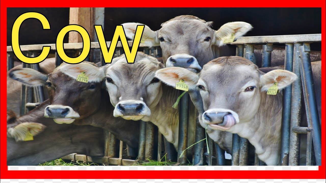 COW VIDEO || RELAXING COW VIDEO || Videos for Cow - YouTube