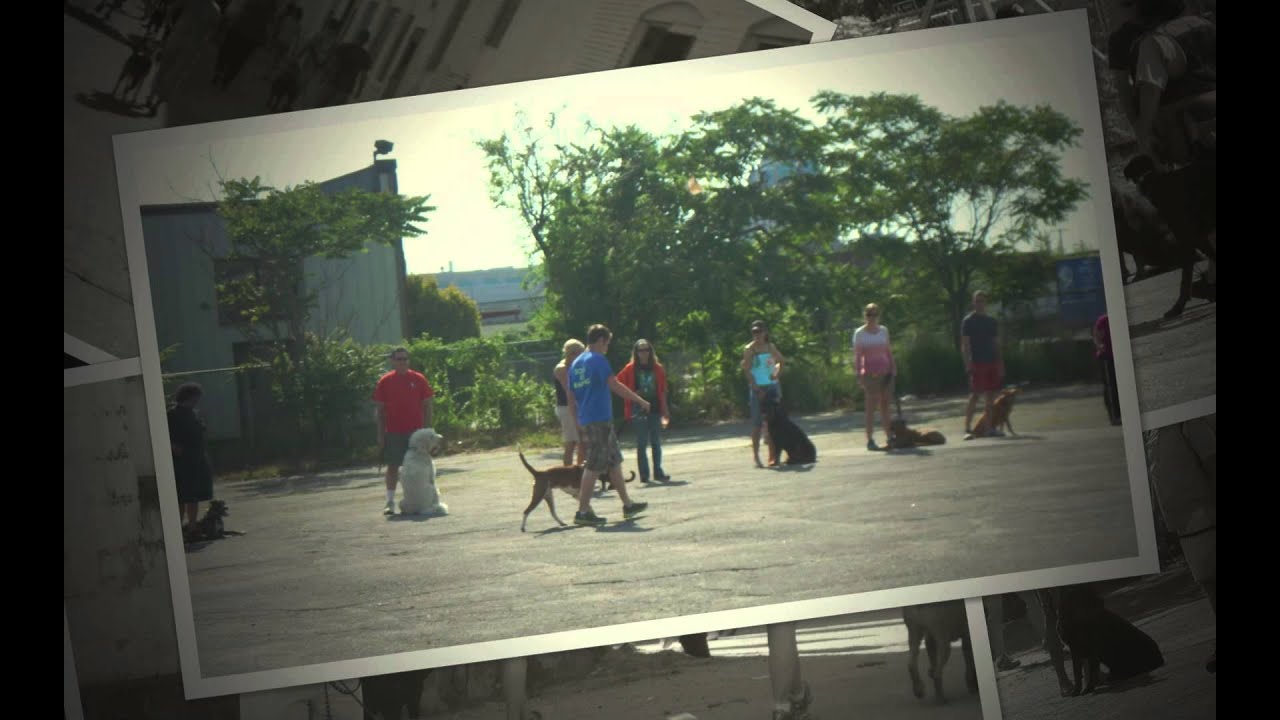 Aggressive Dog Pack Walk - YouTube