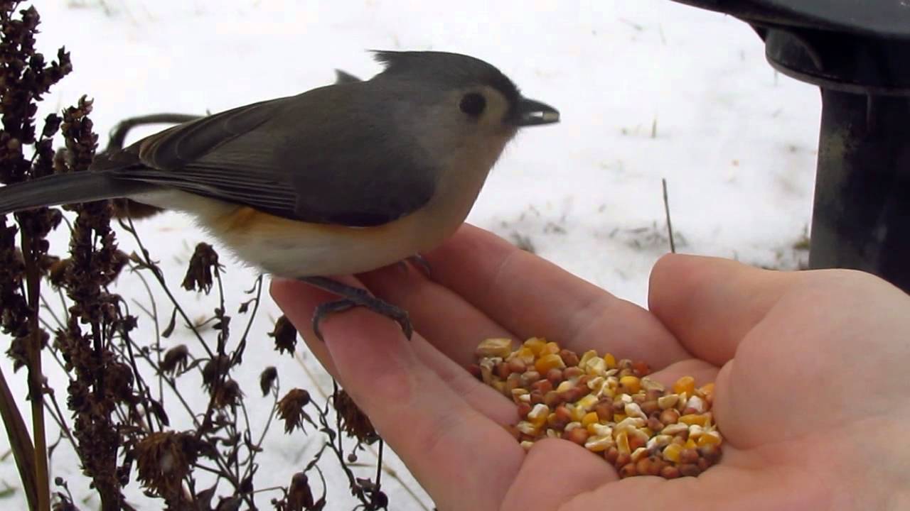 Hand-feeding a Tufted Titmouse - YouTube