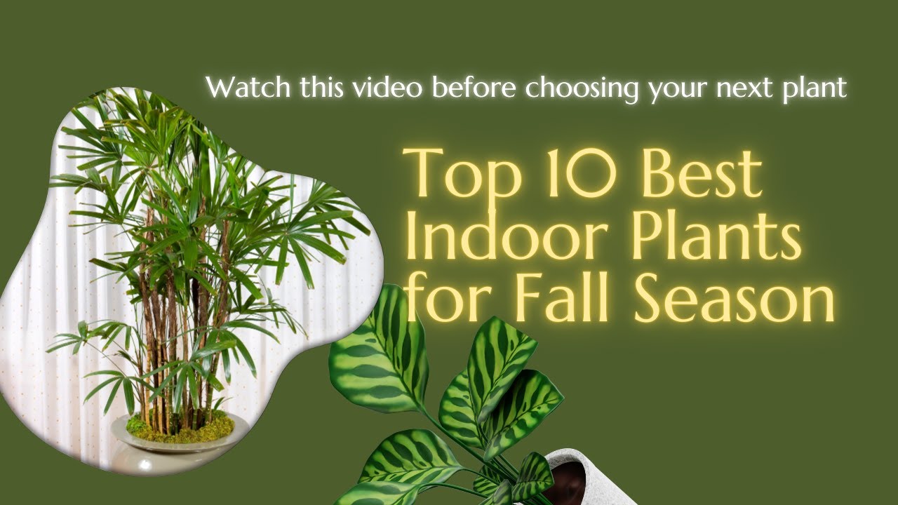 Top 10 Best Indoor Plants for the Fall Season - YouTube