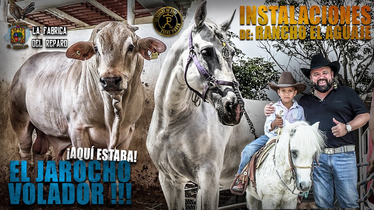 DON SERGIO NOS CONTÓ ESTO DEL JAROCHO VOLADOR Y EL PICO CHULO!!! RANCHO EL AGUAJE, EL CHACALITO ...