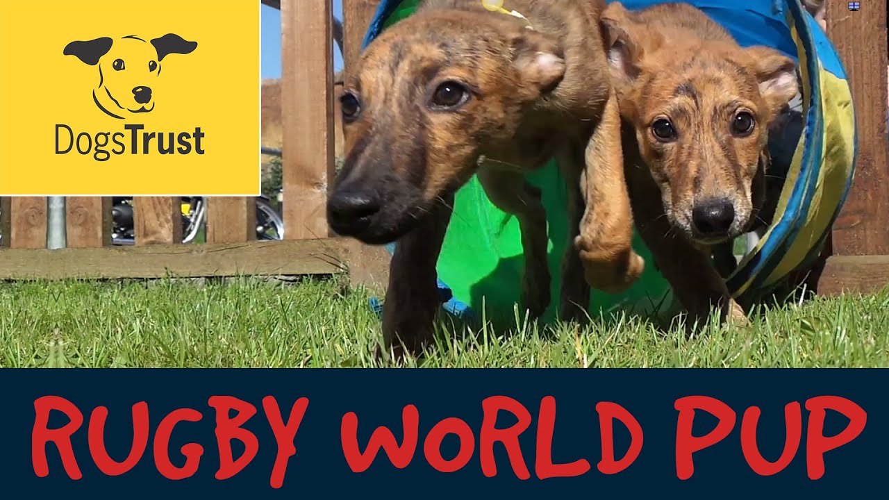 Dogs Trust: Rugby World Pup - YouTube