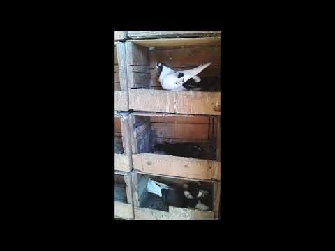 SAYA VE DÖNEKLER /2