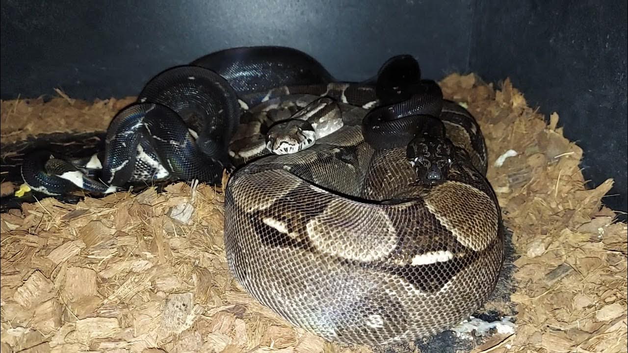 Boa Breeding 2021 Oct.4th - YouTube