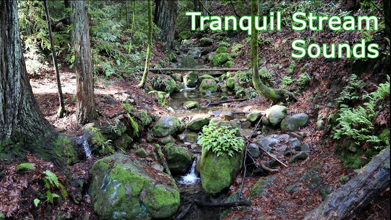 Relaxing Stream Sounds to Help You Focus and Relax! - YouTube