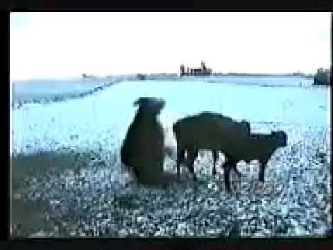 Epic Animal Mating Fail - YouTube