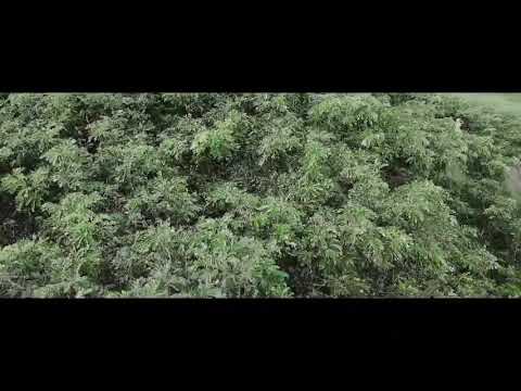 Prenup Full Video ❤❤