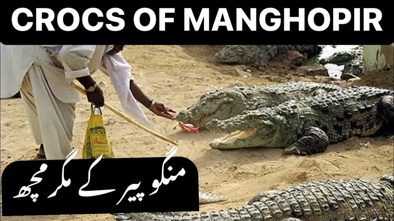 Unveiling the Enigmatic Crocodiles of Manghopir Karachi - YouTube