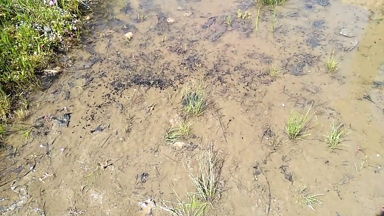 tadpool pool - YouTube