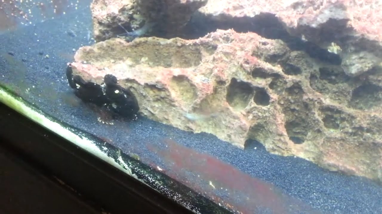 Angler Fish eating live shrimp. - YouTube