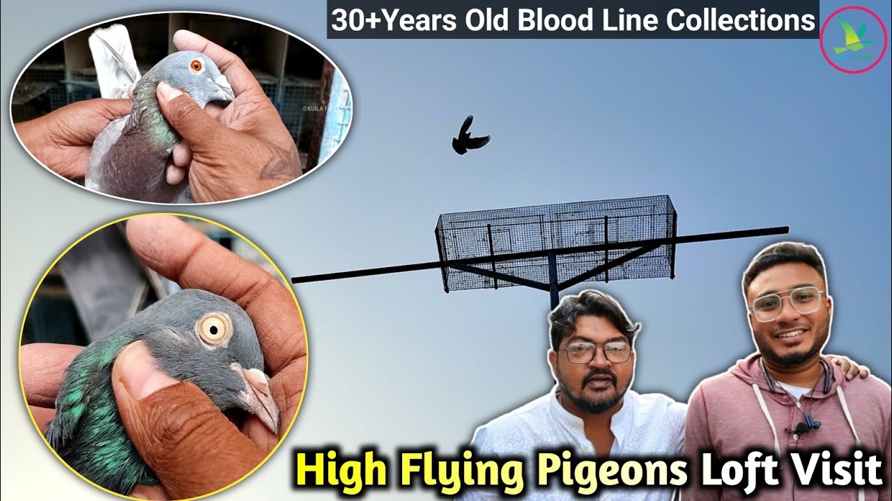 High Flying Pigeon Loft Visit||KUILA For EVER - YouTube
