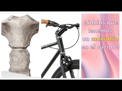 ¿Sabias que teníamos un manubrio en el cuerpo? #anatomia #cuerpohumano ...