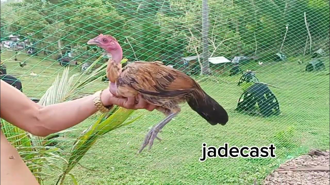 JADECAST MALATUBA HENNIE AA COBRA - YouTube