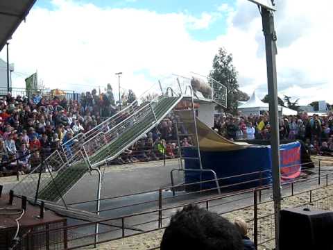 pig diving - YouTube