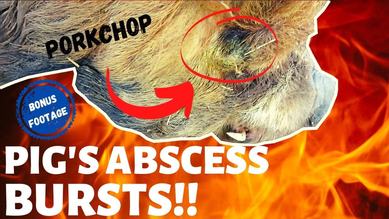 PUS FILLED FACE ABSCESS BURSTS!! PORKCHOP the KUNEKUNE PIG gets RELIEF ...