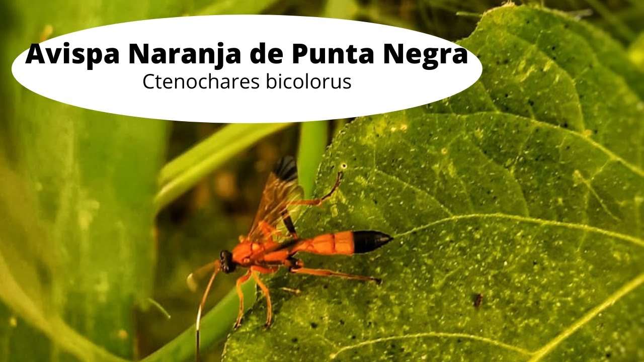 Avispa Naranja de punta Negra (Ctenochares bicolorus) - YouTube
