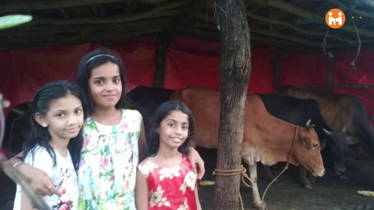 Why we love our Konkan Gidda Cows? How are they useful to us at # ...