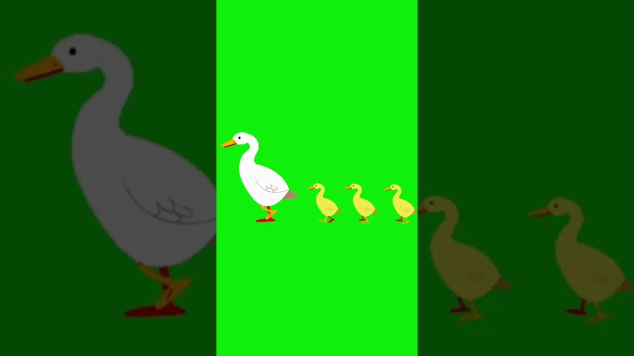 # shorts # green screen duck animation - YouTube