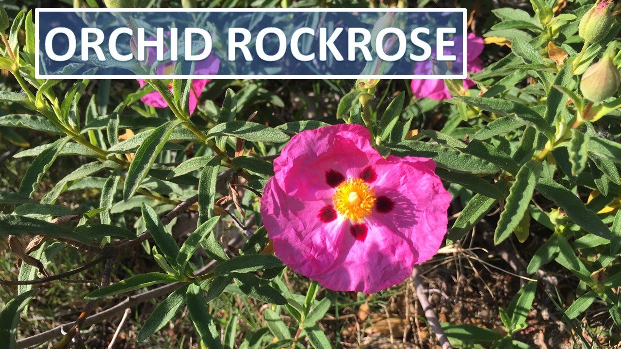 Orchid Rock Rose (Rockrose) Facts, Cistus purpureus - flowers ...