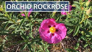 Orchid Rock Rose (Rockrose) Facts, Cistus purpureus - flowers, propagation, Coto de Caza