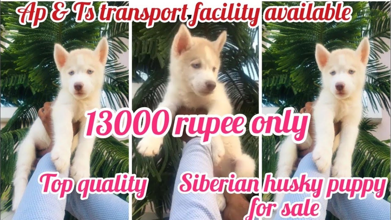 Top quality Siberian husky puppy for sale|9700708058|hyderabad|dog ...