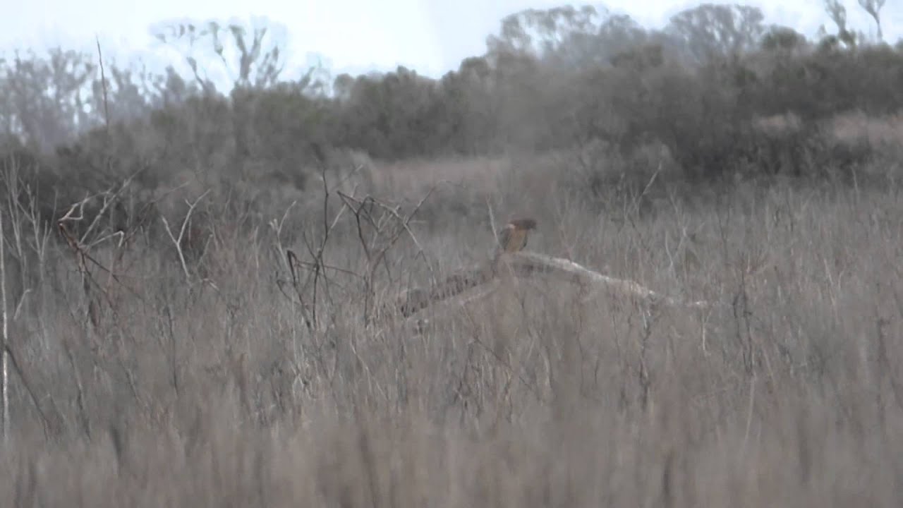 2-22-14 Attwater Prairie Chicken NWR [HD] - YouTube