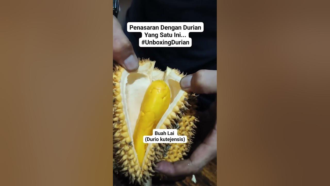 Durian kuning Kalimantan atau buah Lai (Durio kutejensis) #buahlai #durian #unboxing - YouTube