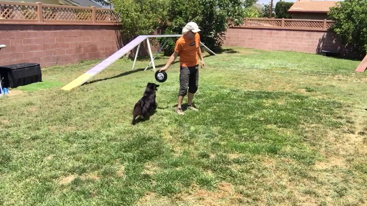 Muse Toss Fetch Hand Off Repetition 2016 - YouTube