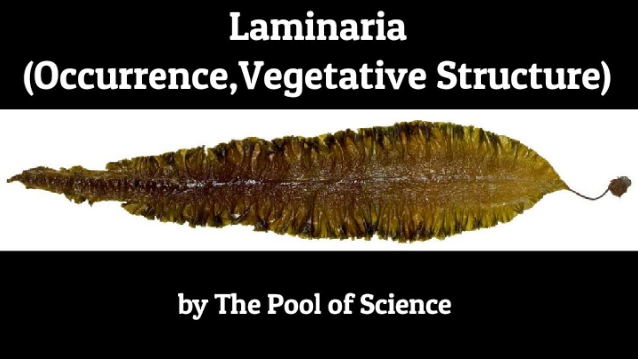 Laminaria (occurrence,vegetative structure) by The Pool of Science ...