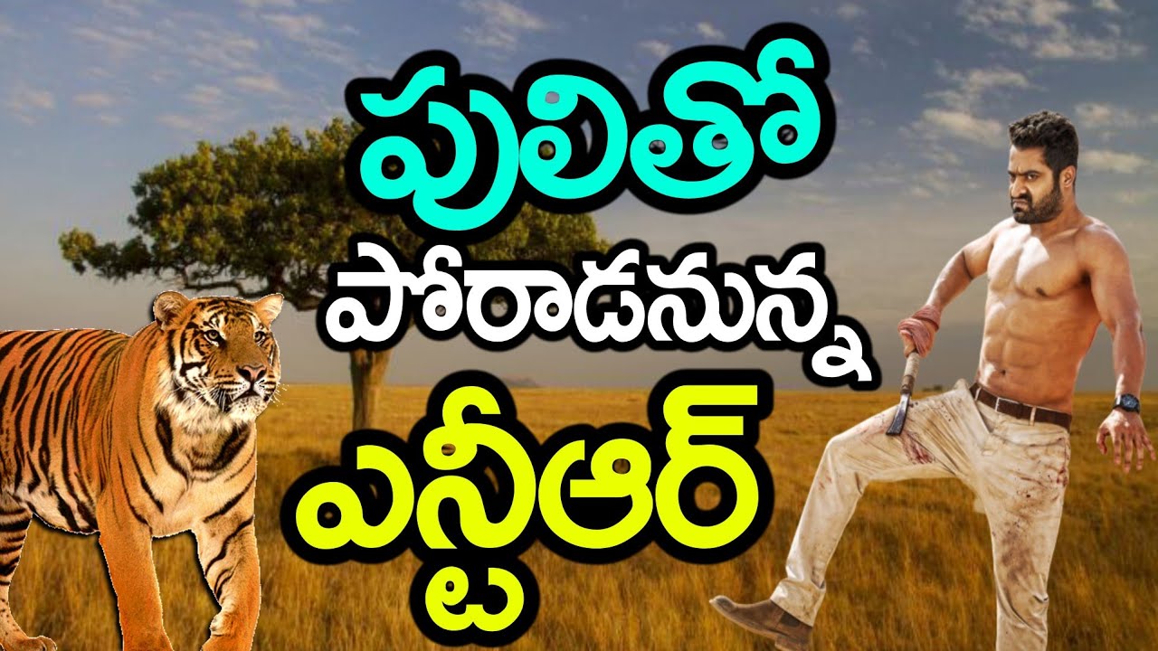 Jr NTR To Fight A Real Tiger For RRR Movie | Ram Charan | SS Rajamouli ...