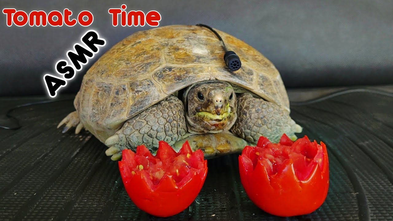 Turtle Tortoise Tomato Feast 🐢🍅 Mukbang ASMR - YouTube