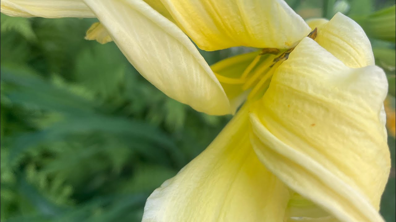 ANIELSKI LOT ANIOŁA🤍💛CUDNY LILIOWIEC💛🤍Porzeczka Titania🖤Clematis pewnie ...