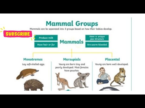 Classification of mammals(sub class theria and prototheria) - YouTube
